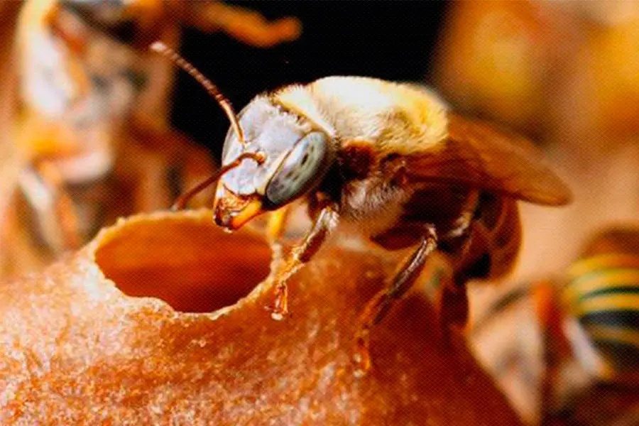 Abejas Meliponas: Todo lo que necesitas saber