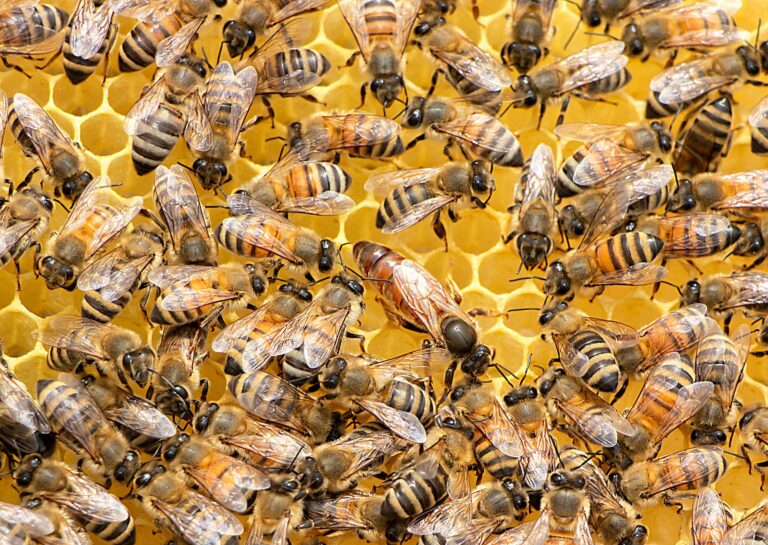 La Abeja Reina: todo sobre sus características y curiosidades