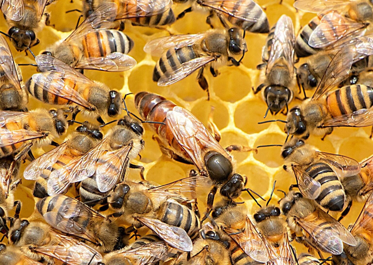 Abeja reina: características y curiosidades de la líder de la colmena