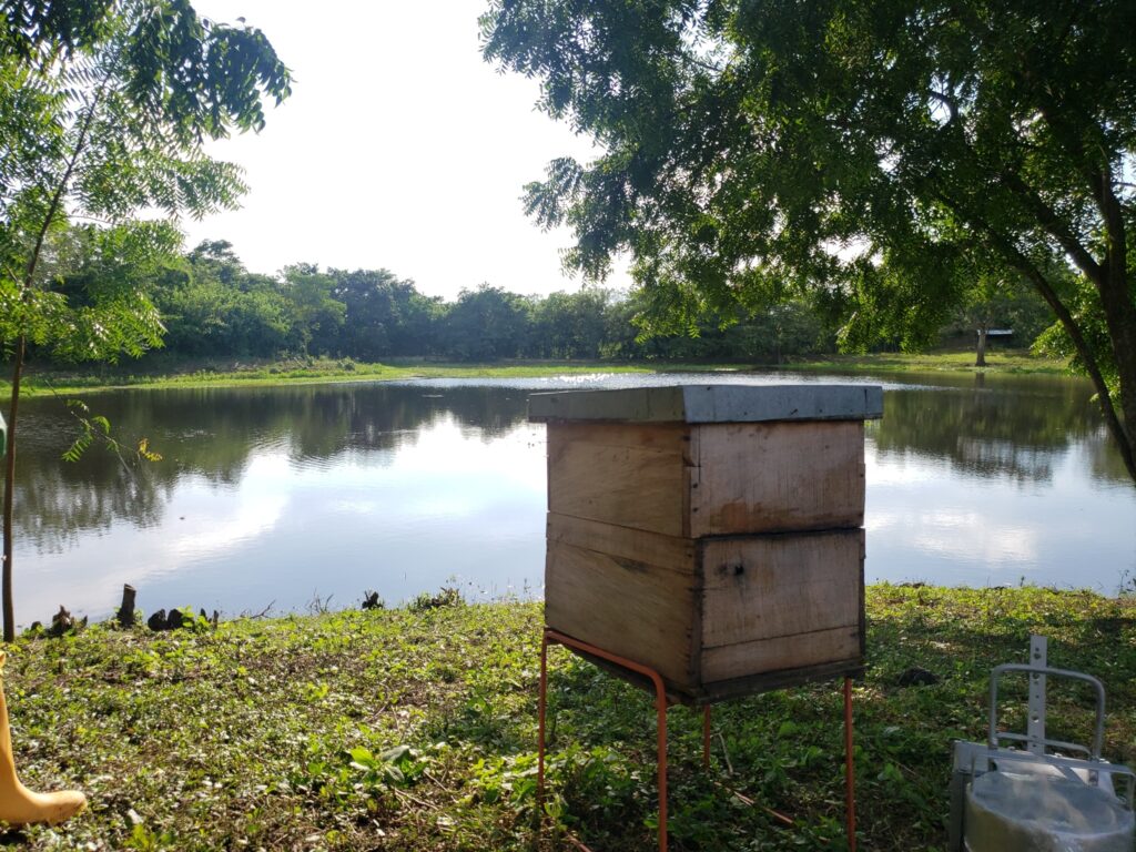 Tipos de Colmenas: Colmenas Langstroth, Warre y Top Bar