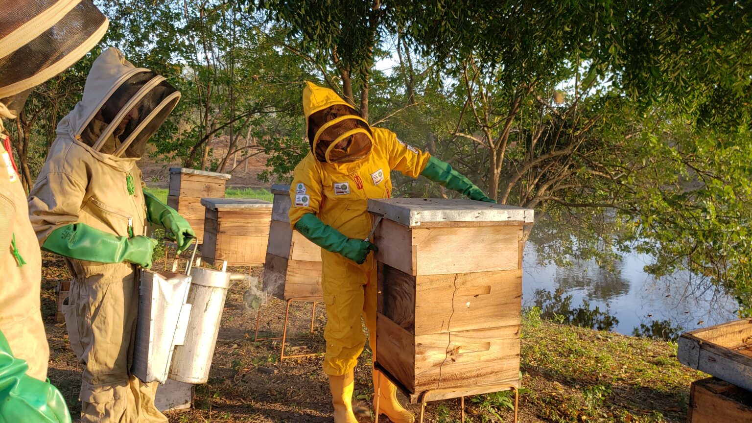 Tipos de Colmenas: Colmenas Langstroth, Warre y Top Bar