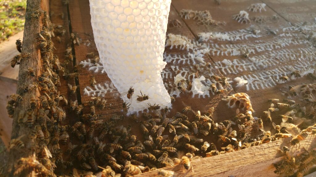 La Abeja Obrera: Todas Características y Curiosidades