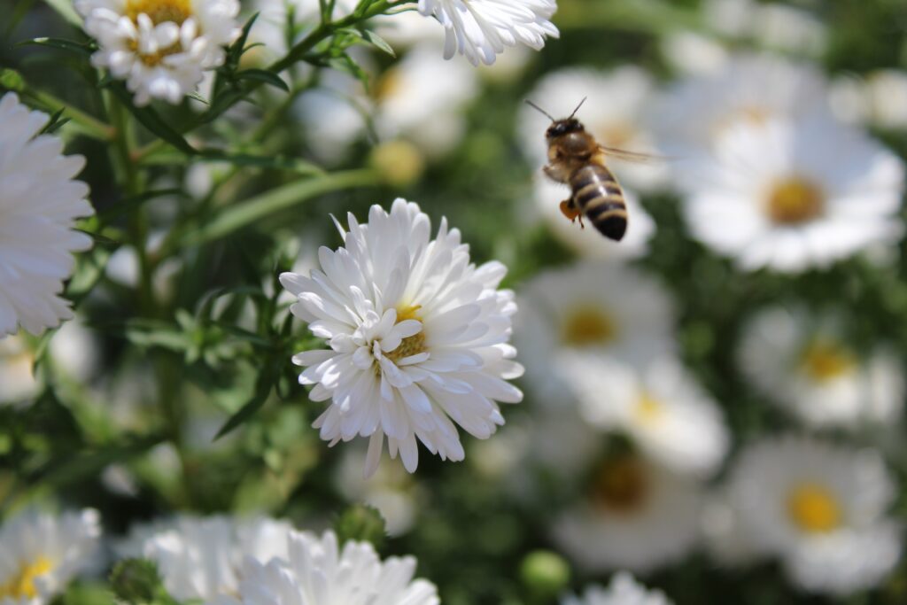 La abeja es un insecto clave para el medio ambiente