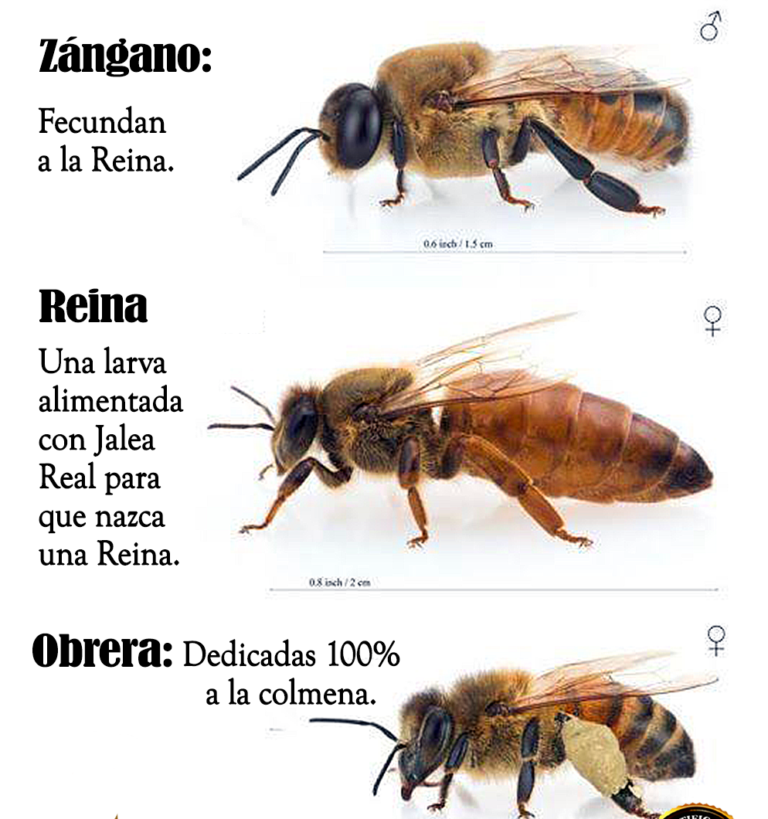 La Abeja Obrera: Todas Características y Curiosidades