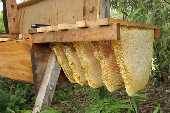 Tipos de Colmenas: Colmenas Langstroth, Warre y Top Bar