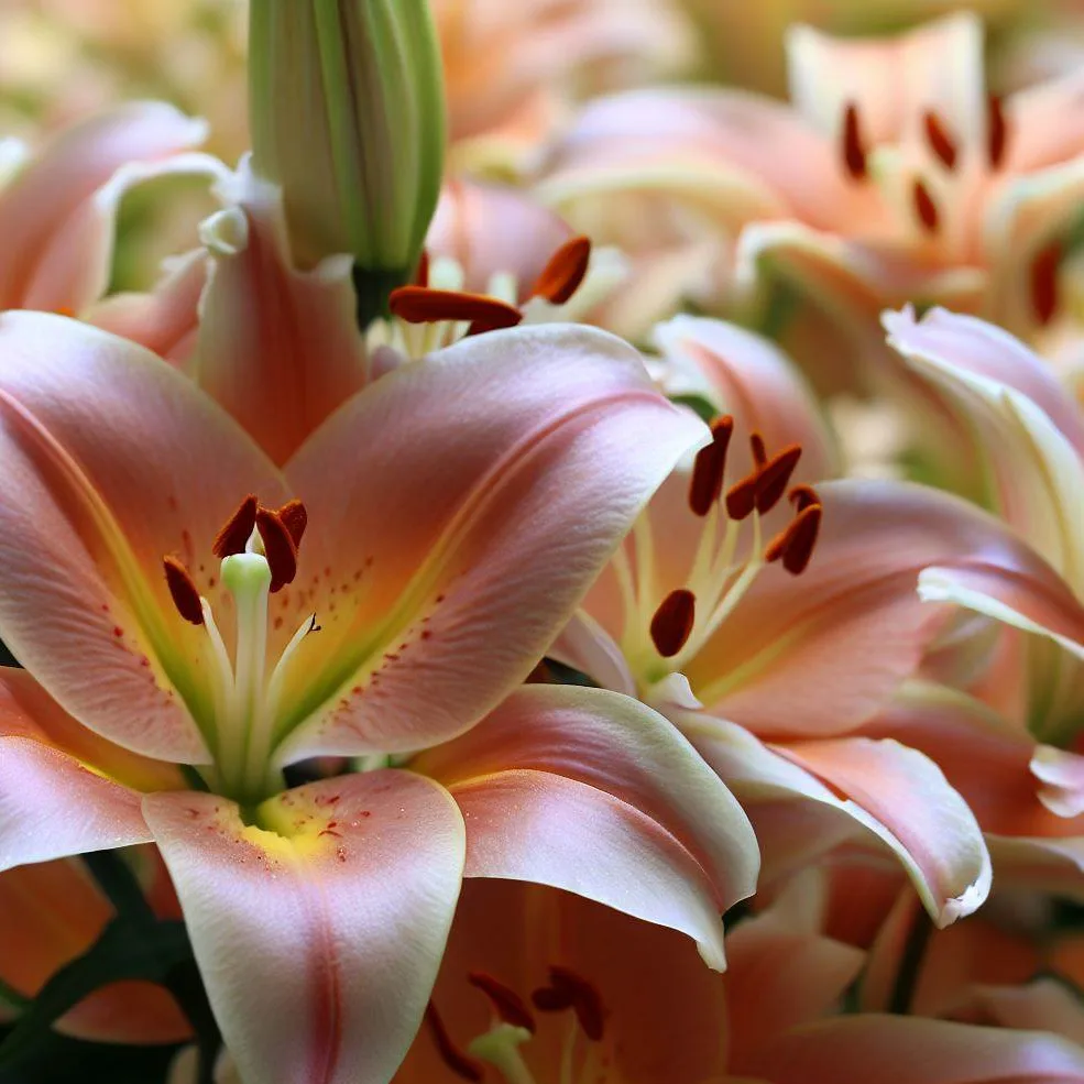 Flores de Azucena: características cuidados y variedades (lirio)