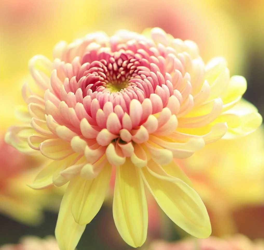 ⬇🌷 Descubre el Significado del Crisantemo en la cultura Japonesa