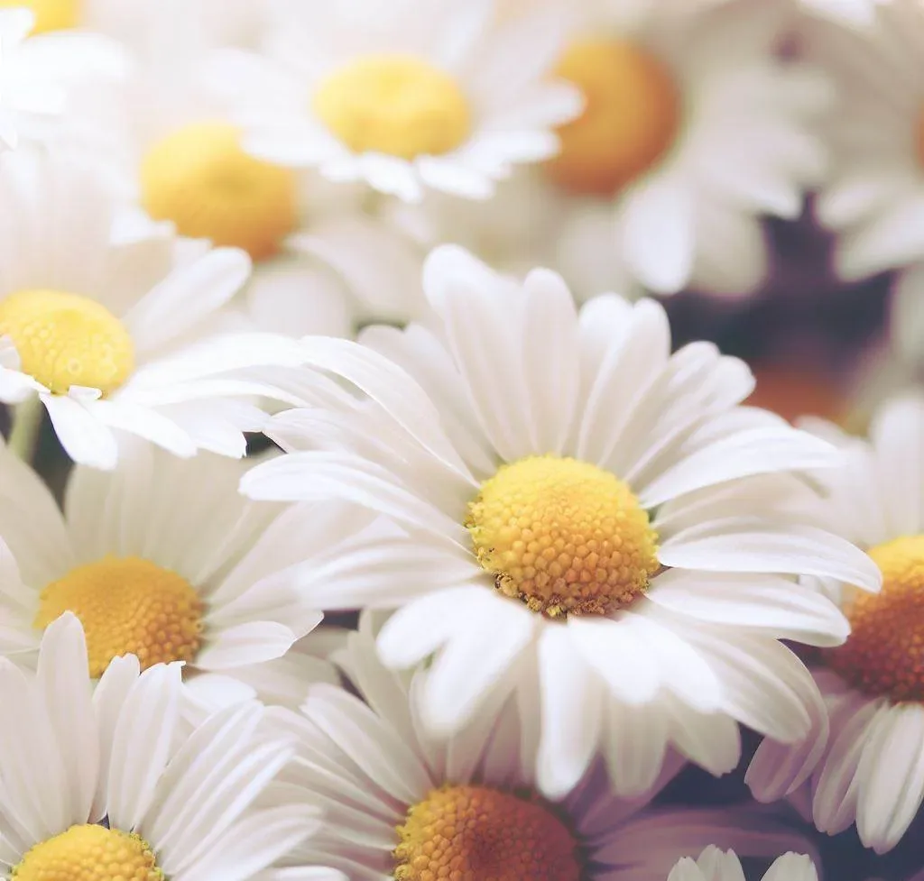 Flores Margaritas: tipos, cuidados y usos, Descubre su belleza