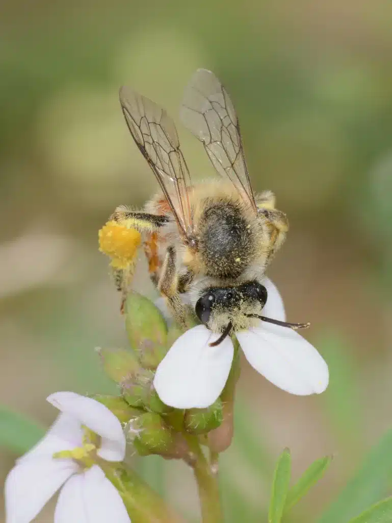 Melittidae: Descúbrelo todo sobre esta fascinante familia de abejas
